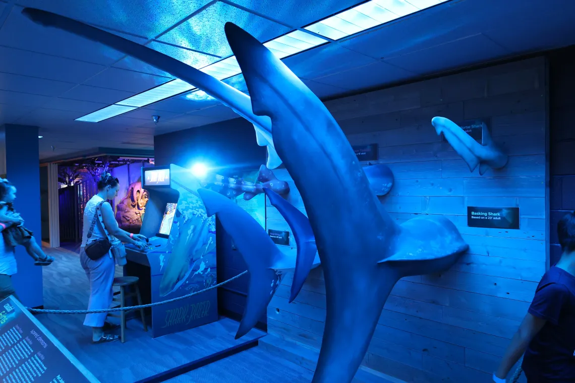 Sharks: Magnificent & Misunderstood | Flandrau Science Center & Planetarium